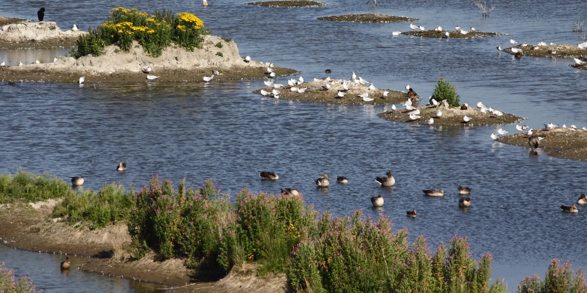 Bird valley Slufter | Rotterdam Partners