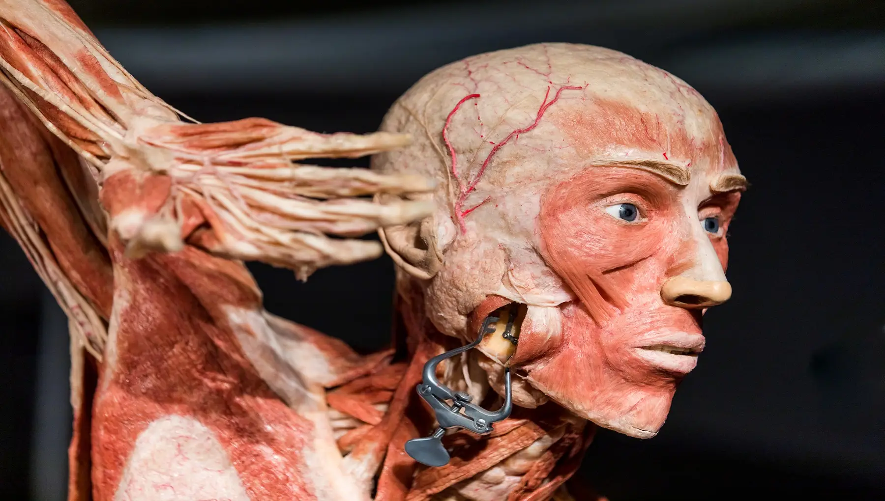 Body Worlds | I amsterdam