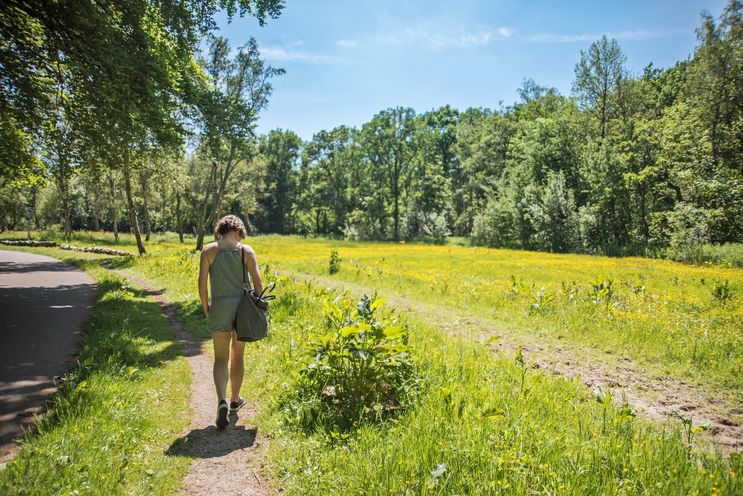 The Amsterdamse Bos (Amsterdam Forest)